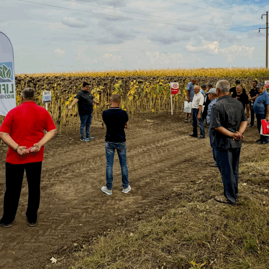 Field Day “Life Biochem”, “LG Seeds Ukraine”, “Sumi Agro” (Kopiyuvata ...
